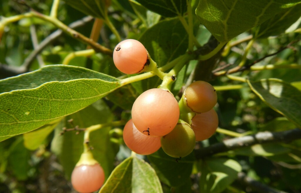 Clammy Cherry from Campwin Beach QLD 4737, Australia on January 3, 2020 ...