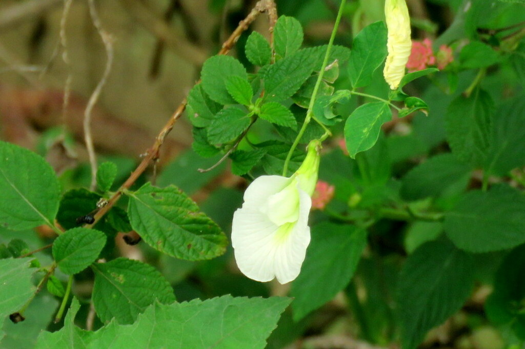Clitoriinae from Sondekoppa Kere, Bengaluru, Karnataka 562162 on July ...