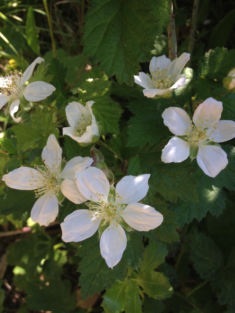 trailing blackberry from tilden park ca on April 18, 2013 by NickyTrow ...