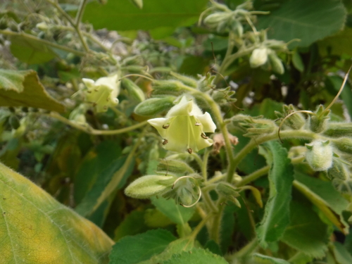 Wigandia pruritiva · iNaturalist