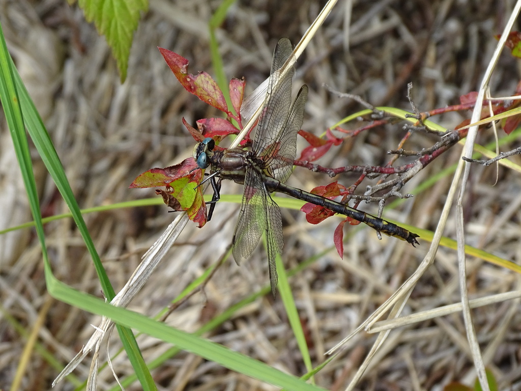 Dusky Clubtail from Superior National Forest, Brimson, MN, US on July ...