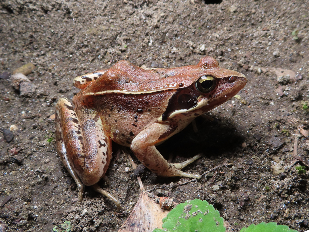 Japanese Brown Frog from Район Аоба, Сендай, Мияги, Япония on July 16 ...