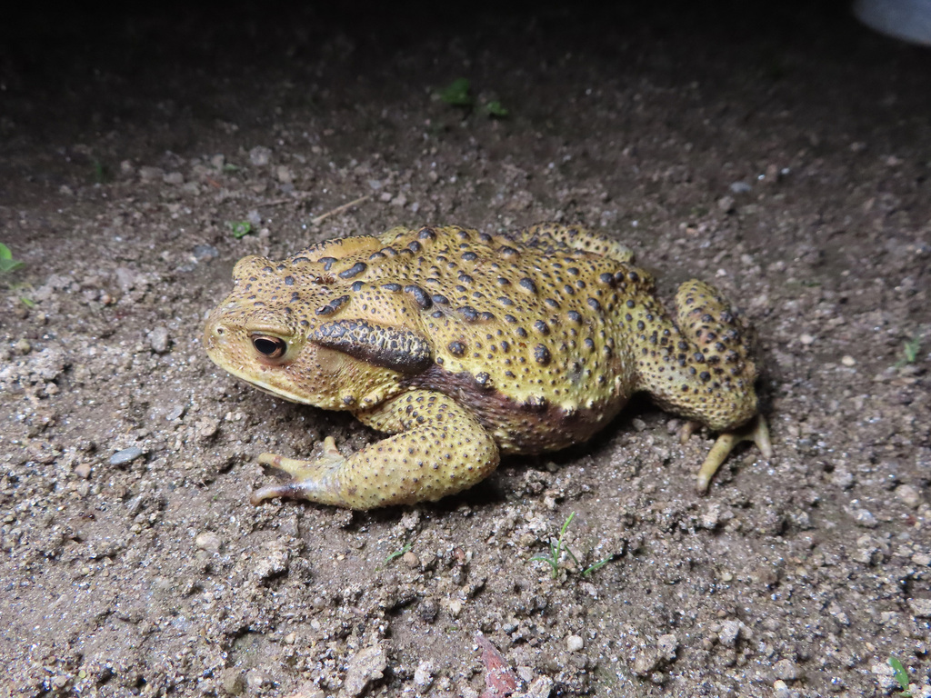 Eastern-Japanese Common Toad from Район Аоба, Сендай, Мияги, Япония on ...