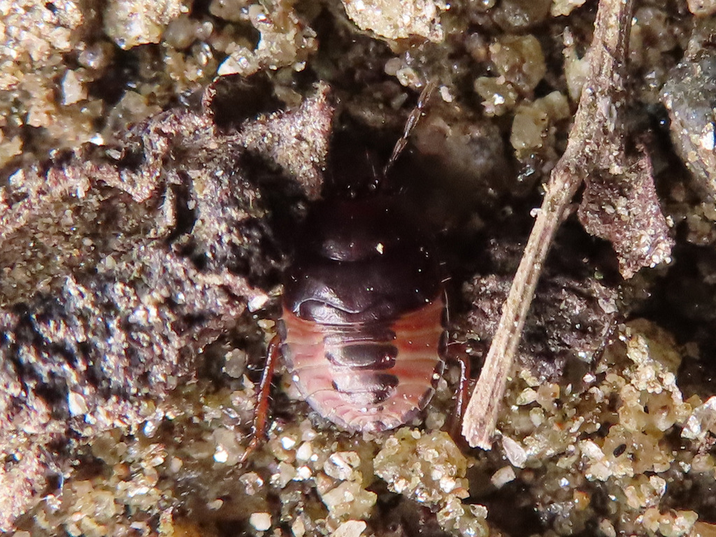 Burrowing Bugs from Район Аоба, Сендай, Мияги, Япония on July 16, 2023 ...