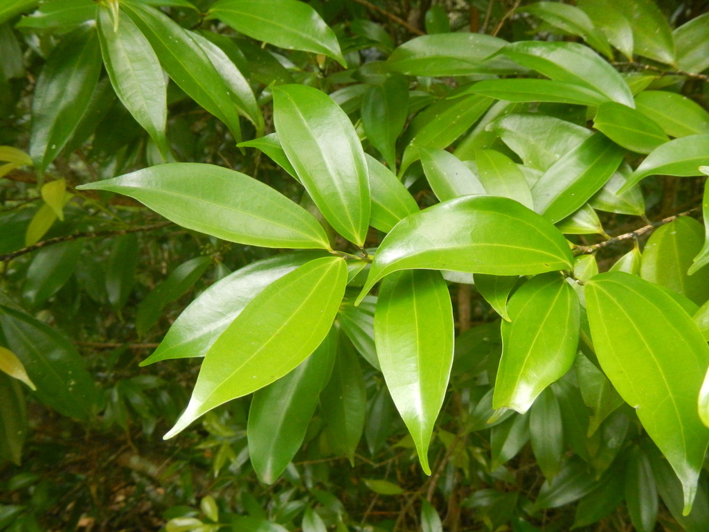 Glossy Laurel from Landsborough QLD 4550, Australia on November 14 ...