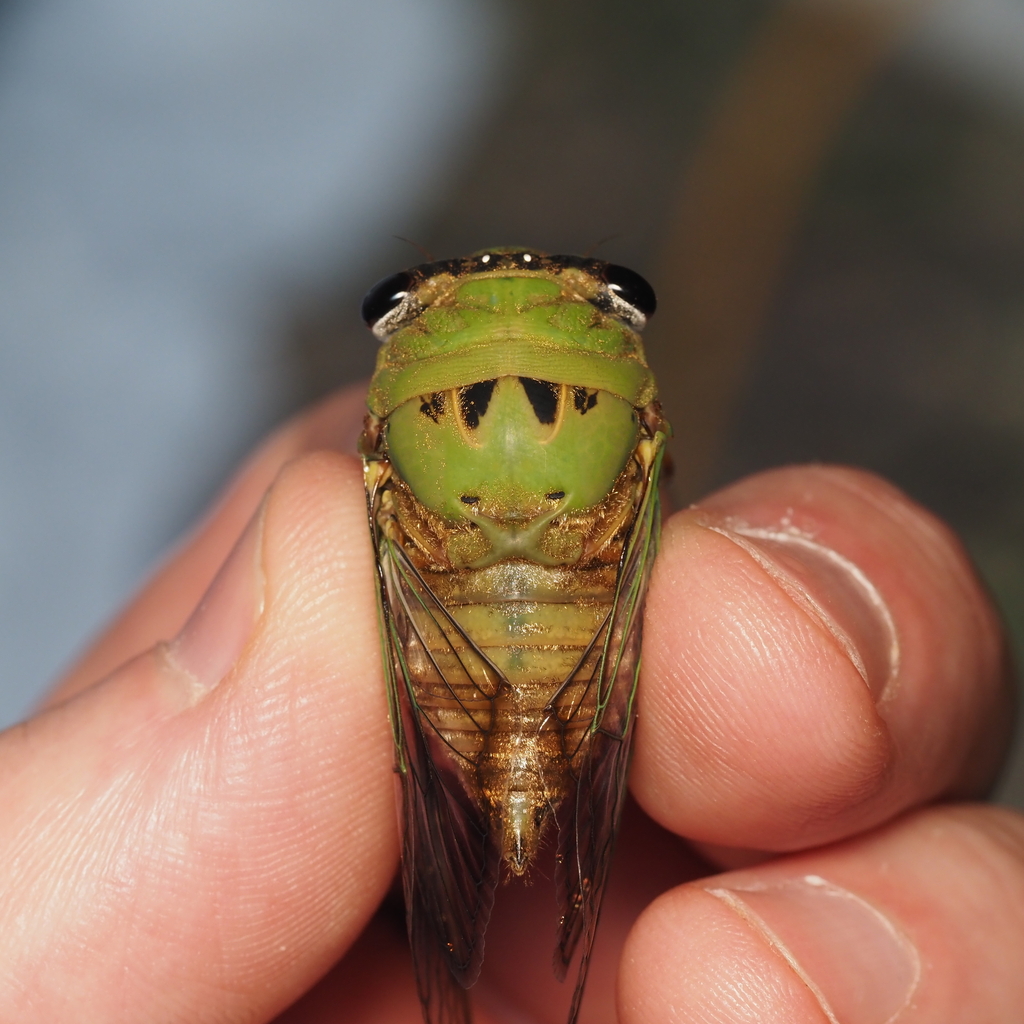 Superb Dog-day Cicada from Erath County, TX, USA on July 15, 2023 at 09 ...