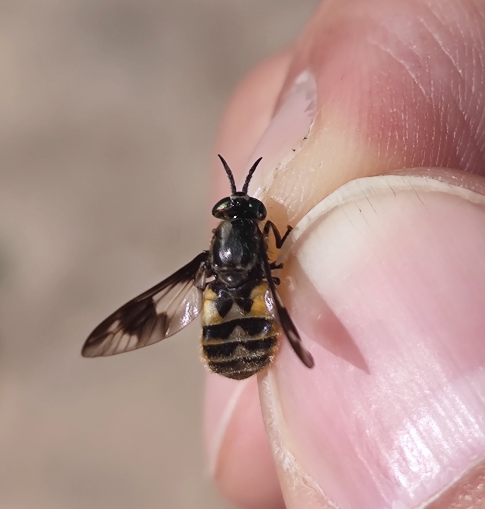 Twin-lobed Deer Fly from Великий Новгород, Новгородская обл., Россия on ...