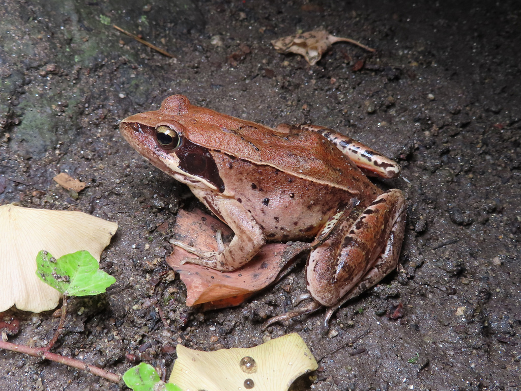 Japanese Brown Frog from Район Аоба, Сендай, Мияги, Япония on July 15 ...
