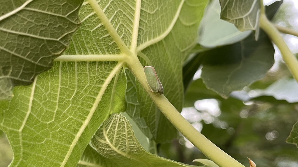 Geisha distinctissima in July 2023 by Gregory Mihaich. Observed in a ...