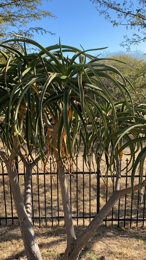 Eastern Tree Aloe from Polokwane on July 16, 2023 at 02:43 PM by Debbie ...