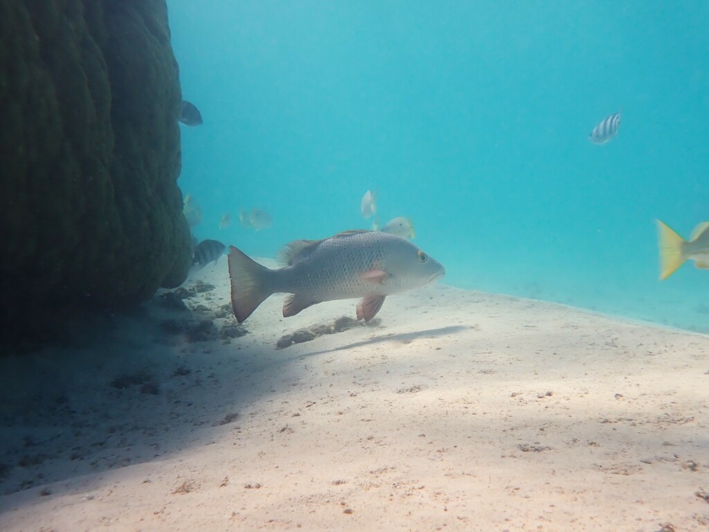 Mangrove Red Snapper from Exmouth, WA, Australia on July 10, 2023 at 11 ...