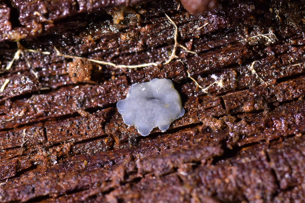 Fungi Including Lichens from Tararua District, Manawatu-Wanganui, New ...
