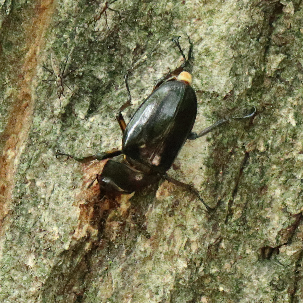 Lucanus maculifemoratus maculifemoratus in July 2023 by nao-kun ...