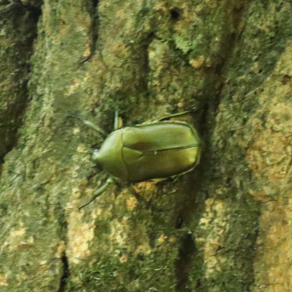 Japanese Drone Beetle in July 2023 by nao-kun · iNaturalist