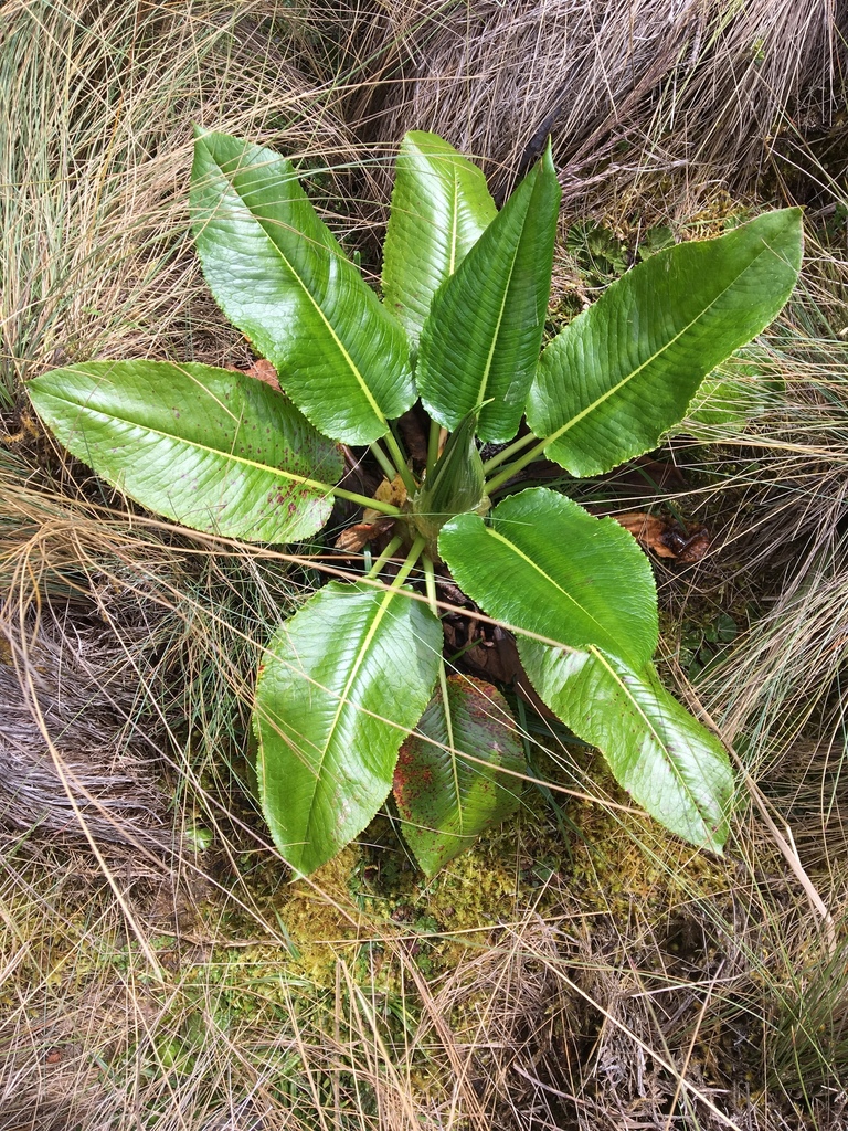 (Rumex tolimensis) - Botanical Realm