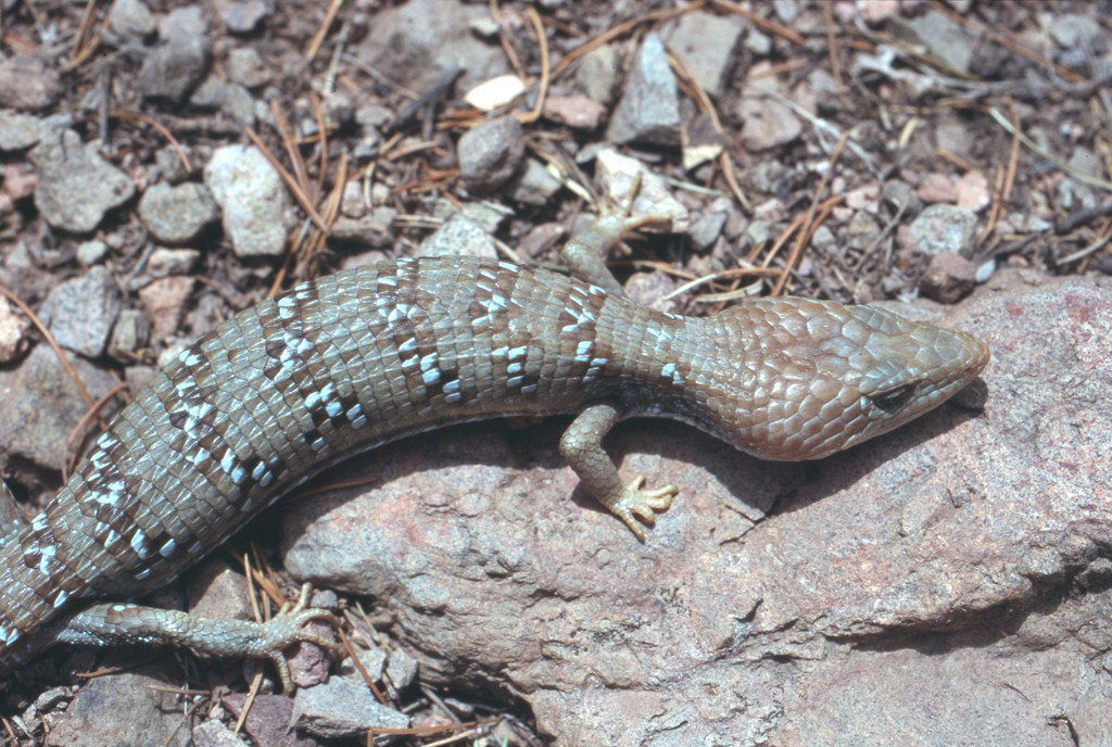 Texas Alligator Lizard from Brewster County, TX, USA on May 29, 2002 by ...