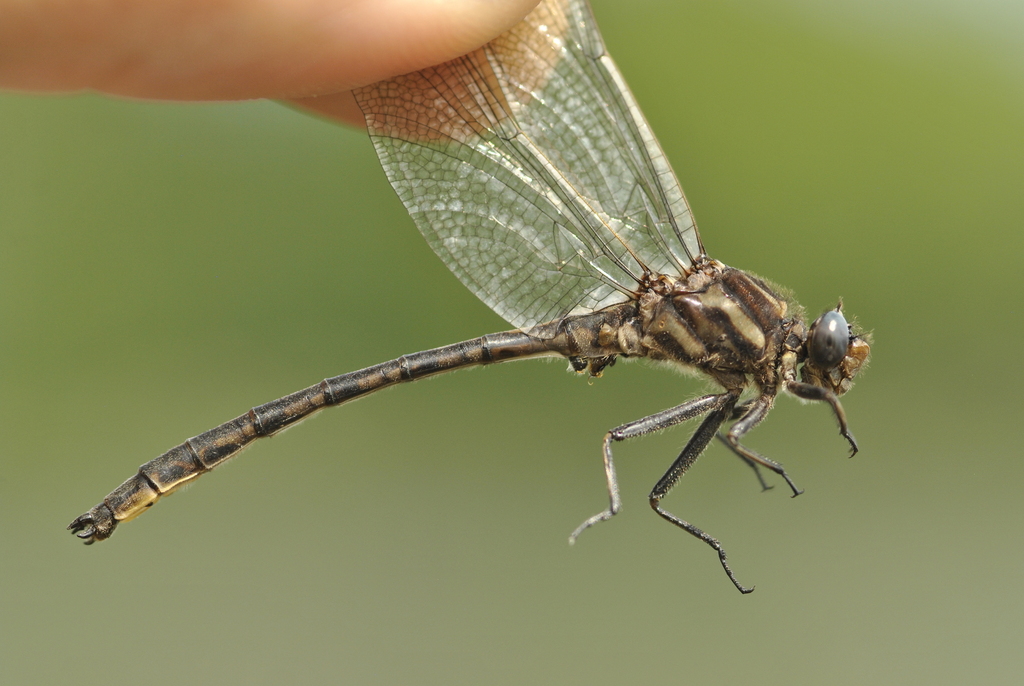 Dusky Clubtail from Parc des hauts-fonds/île à Gagnon on July 9, 2023 ...