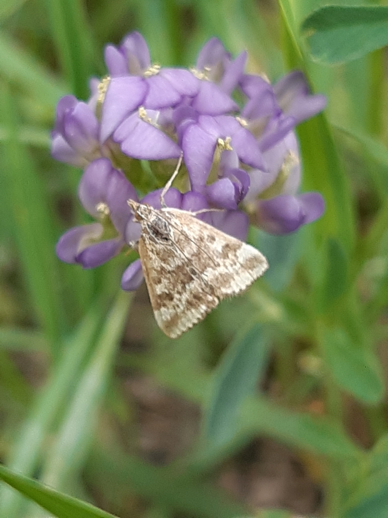 Pyraustinae from GJRV+P9Q, Terith, 194401 on July 16, 2023 at 04:18 PM ...