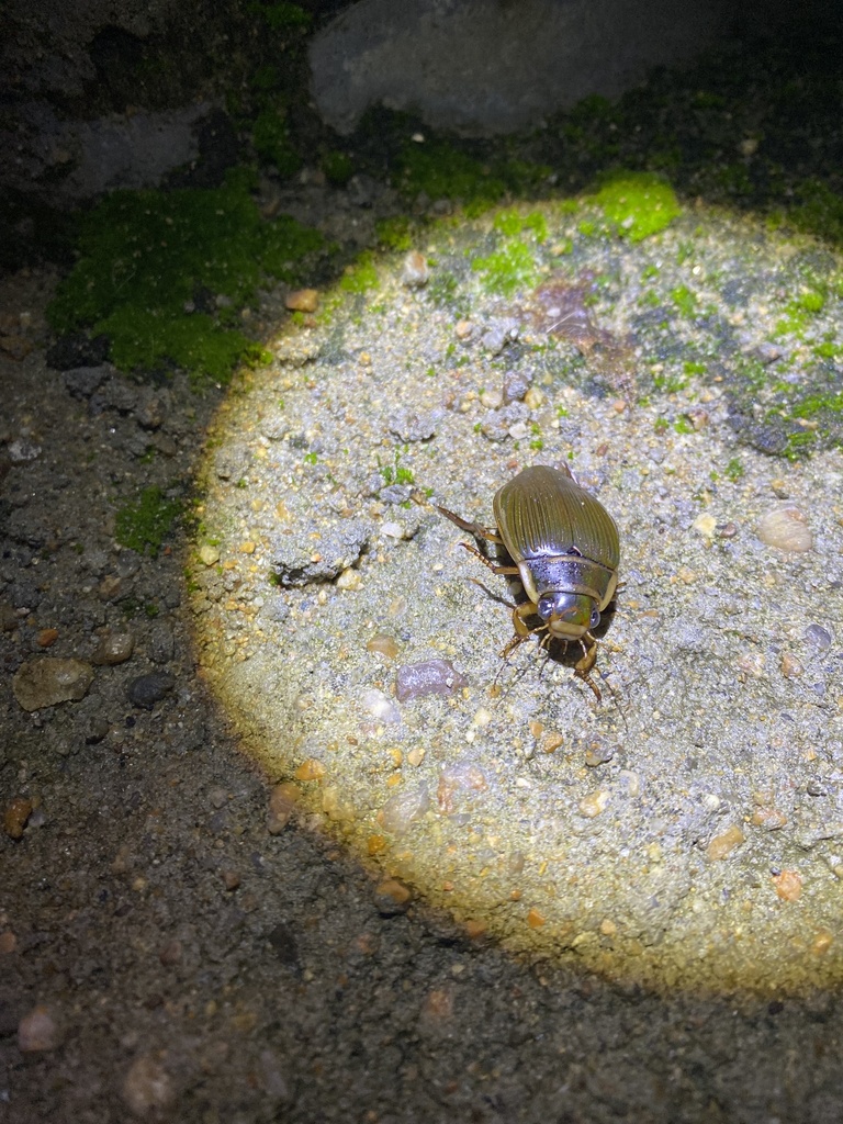 Dytiscus from Linkou, Mudanjiang, Heilongjiang, CN on July 16, 2023 at ...