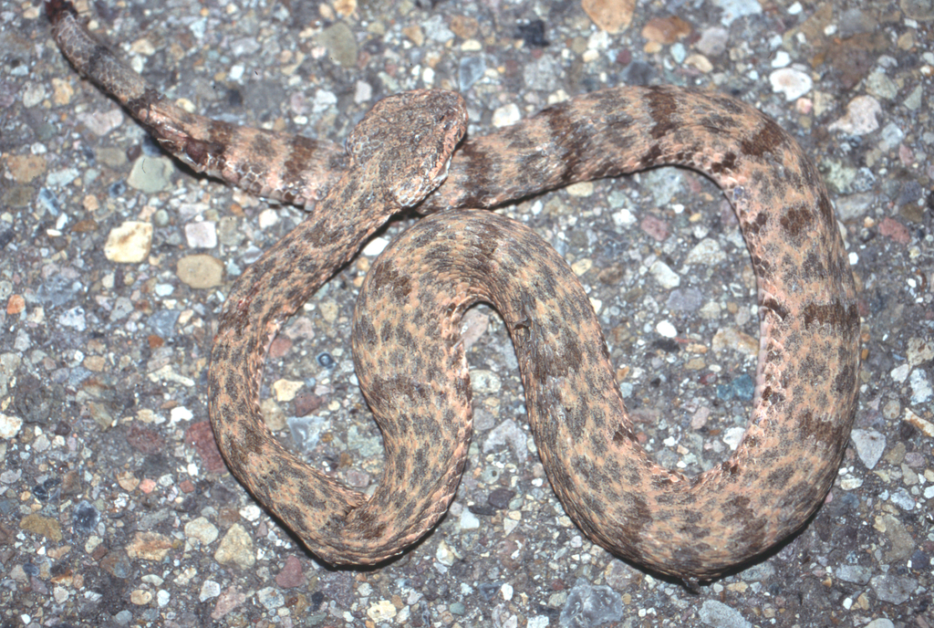 Mottled Rock Rattlesnake from Brewster County, TX, USA on May 15, 2001 ...