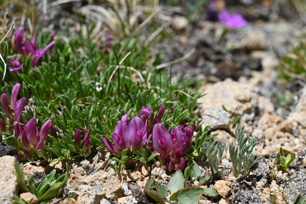 Dwarf Clover from Park County, CO, USA on July 14, 2023 at 11:59 AM by ...