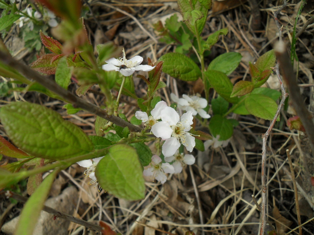 Chinese dwarf cherry from 北京市 on May 15, 2011 at 01:47 PM by hilyshao ...