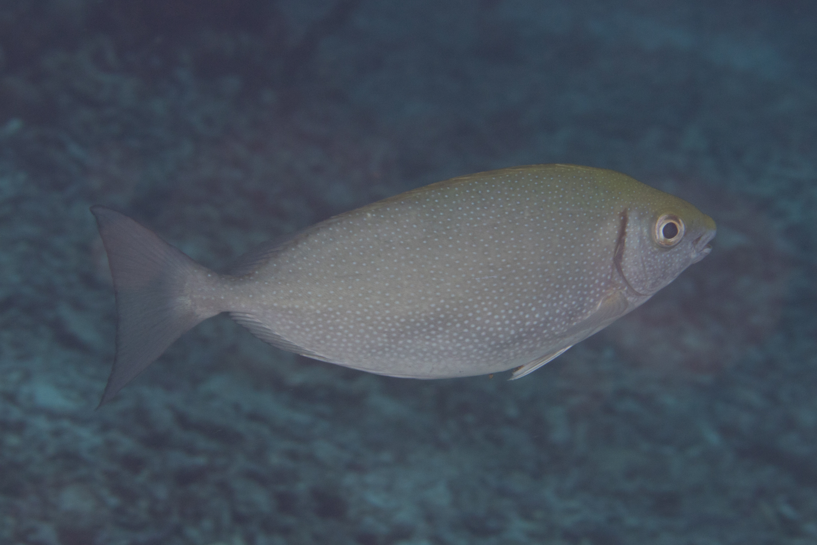 Siganus canaliculatus (Park, 1797)