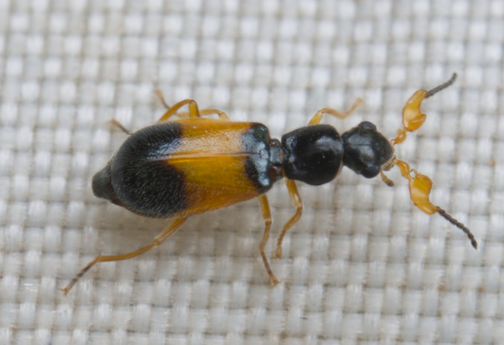 Intybia pelegrini from Bo-3454-117 Hitotsumatsu, Chōsei, Chōsei ...