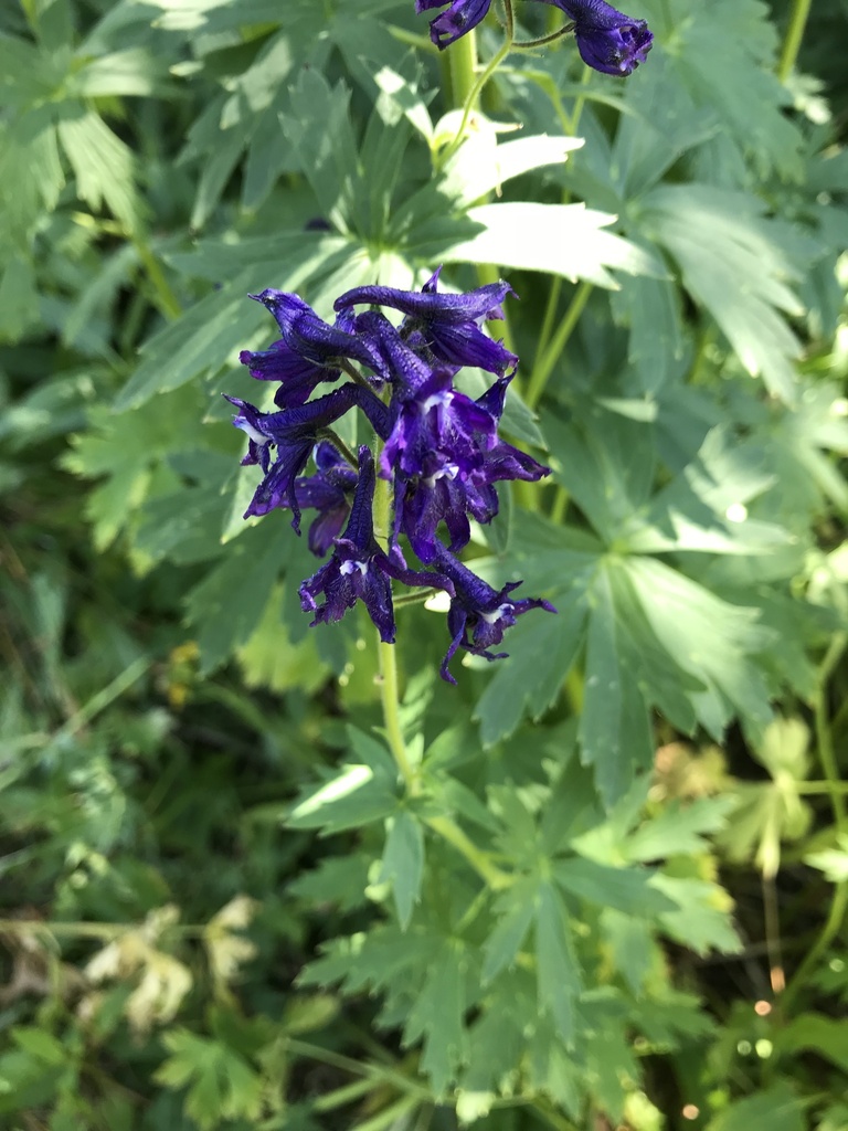 Subalpine Larkspur from Rocky Mountain National Park, Estes Park, CO ...