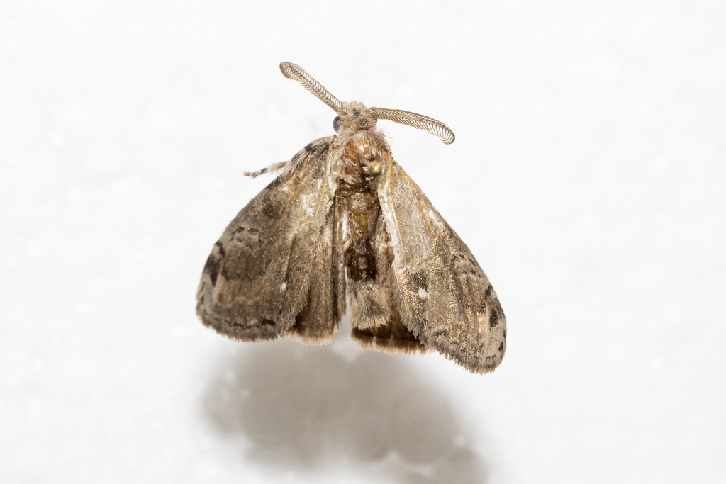 White-marked Tussock Moth from Centerville, OH, USA on July 15, 2023 at ...
