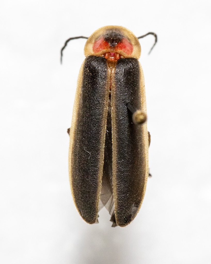 Common Eastern Firefly from Centerville, OH, USA on July 4, 2023 at 10: ...