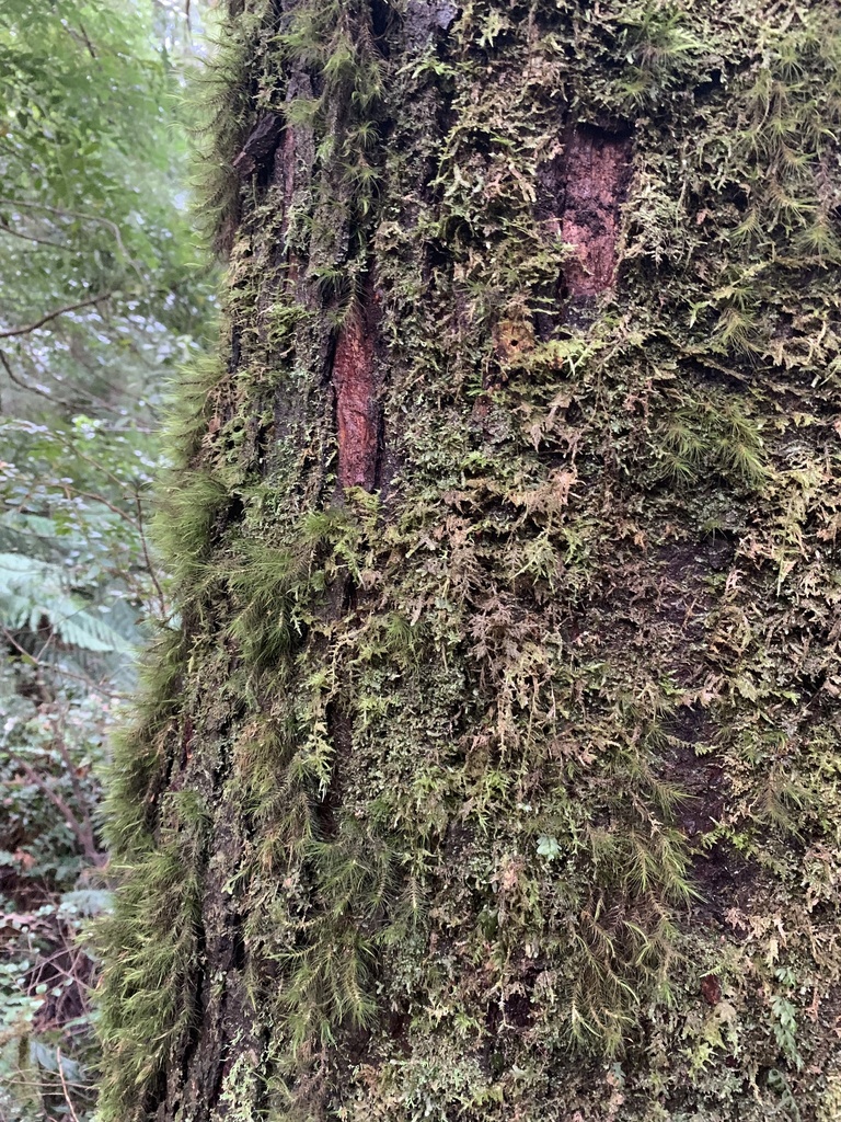 plants from Yarra Ranges National Park, Warburton, VIC, AU on July 5 ...