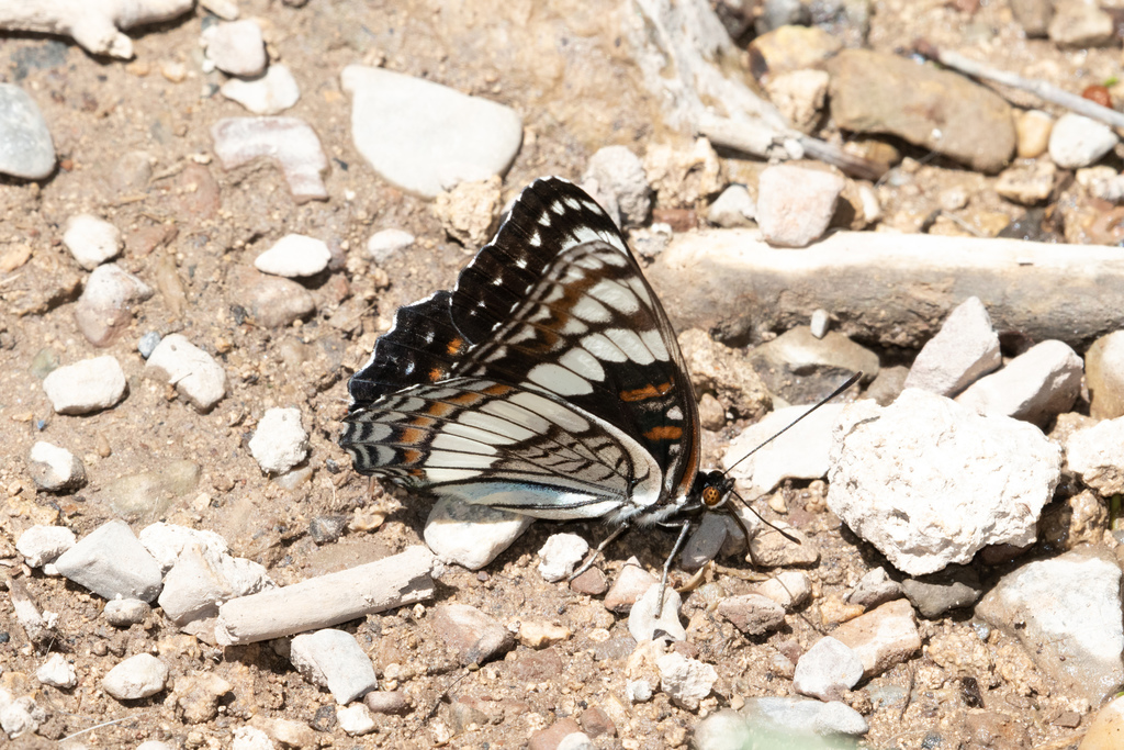Weidemeyer's Admiral (Dinosaur National Monument Butterfly Guide 🦋 ...