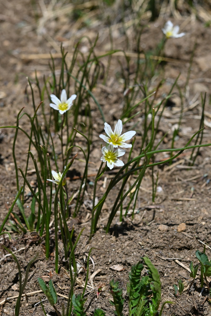 Snowdon Lily from Summit County, CO, USA on July 14, 2023 at 01:37 PM ...