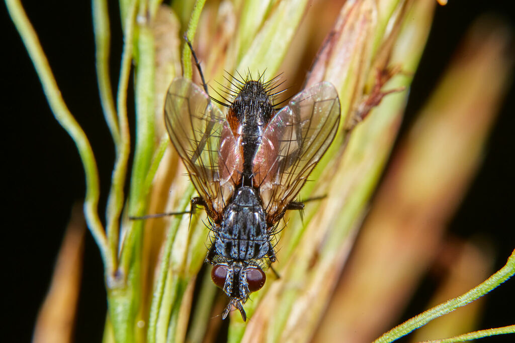 Red Spotted Parasite Fly from Благовещенский р-н, Респ. Башкортостан ...