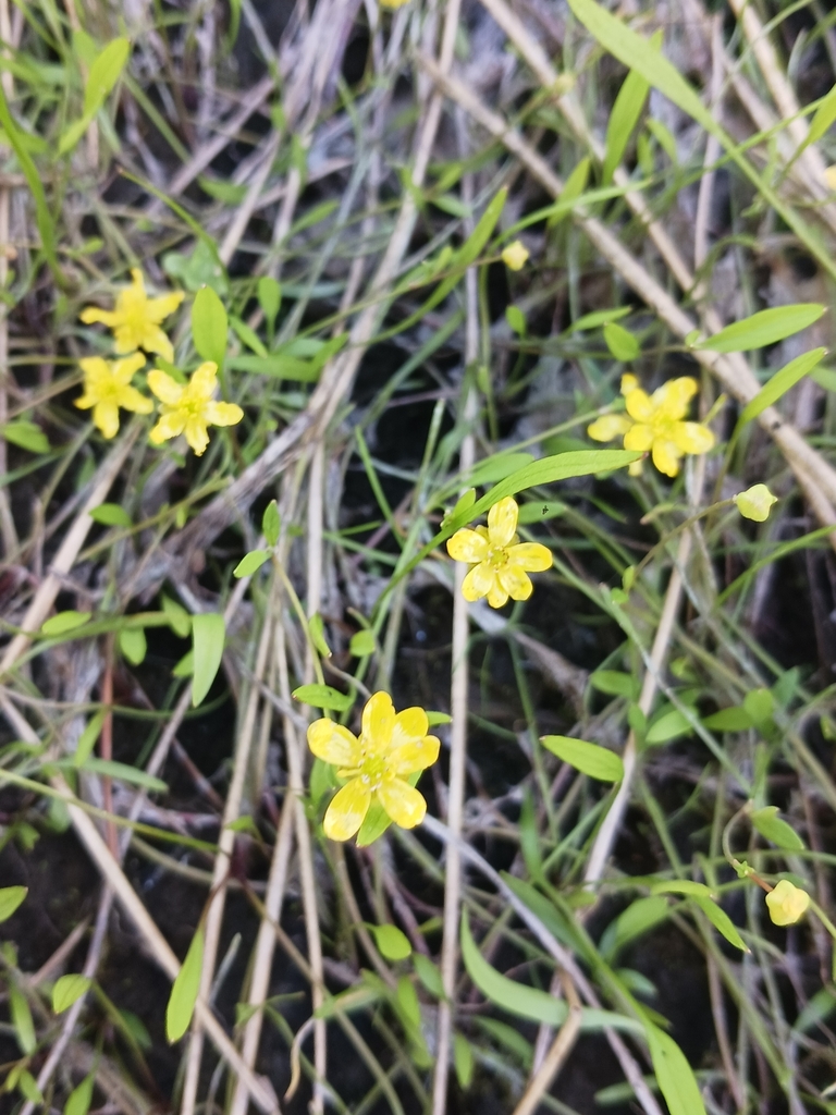 Corn buttercup from Grant County, US-OR, US on July 15, 2023 at 02:46 ...