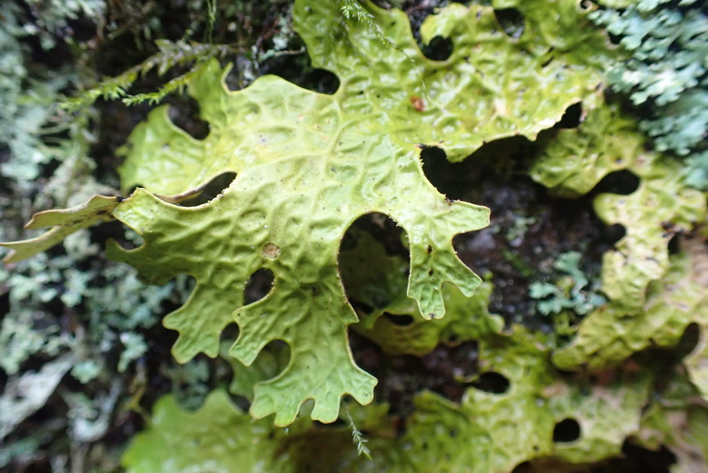 Lobariaceae from Woodville Big Tree trail, Garden Route District ...