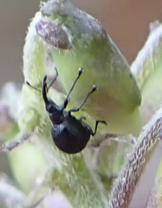True Weevils from Woodville Big Tree trail, Garden Route District ...