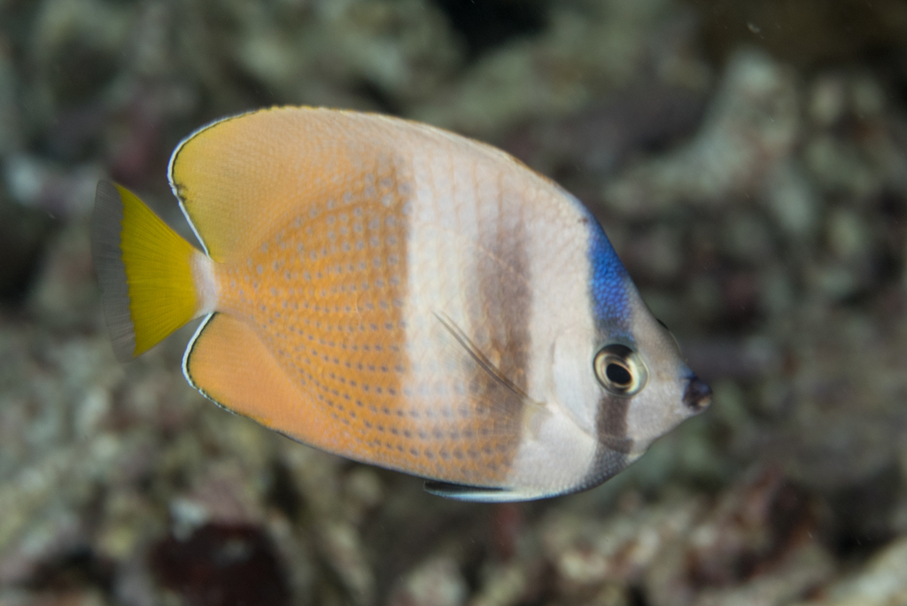 Blacklip Butterflyfish (Reef Fish of the Hawaiian Islands) · iNaturalist
