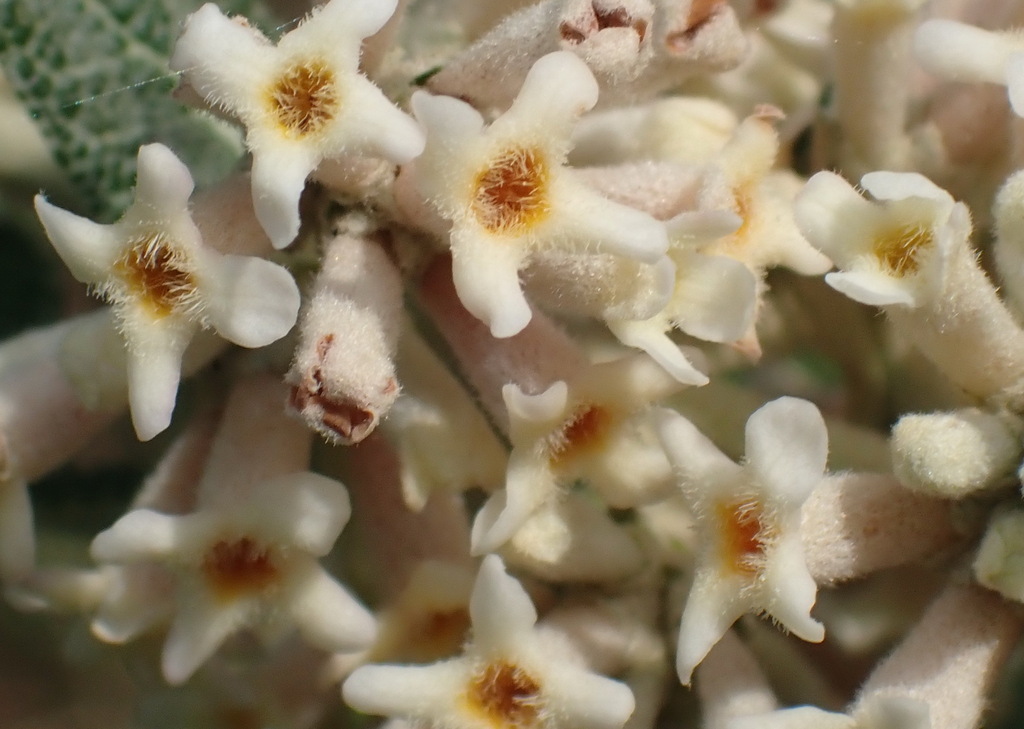 Sagewood from Woodville Big Tree trail, Garden Route District ...