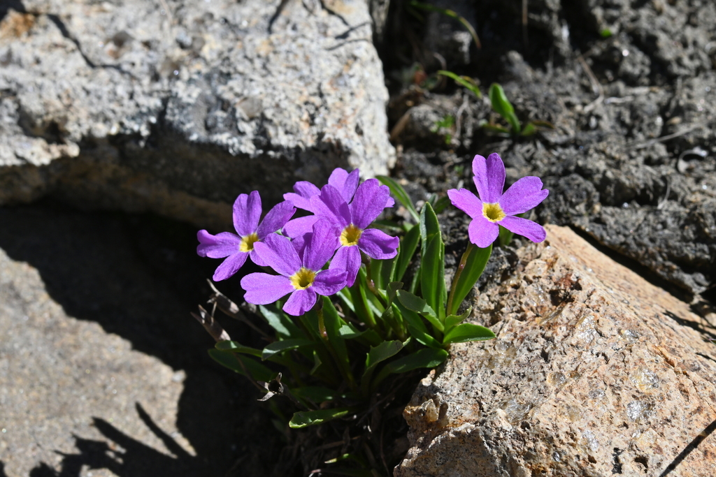 Alpine Primrose from Park County, CO, USA on July 14, 2023 at 10:23 AM ...