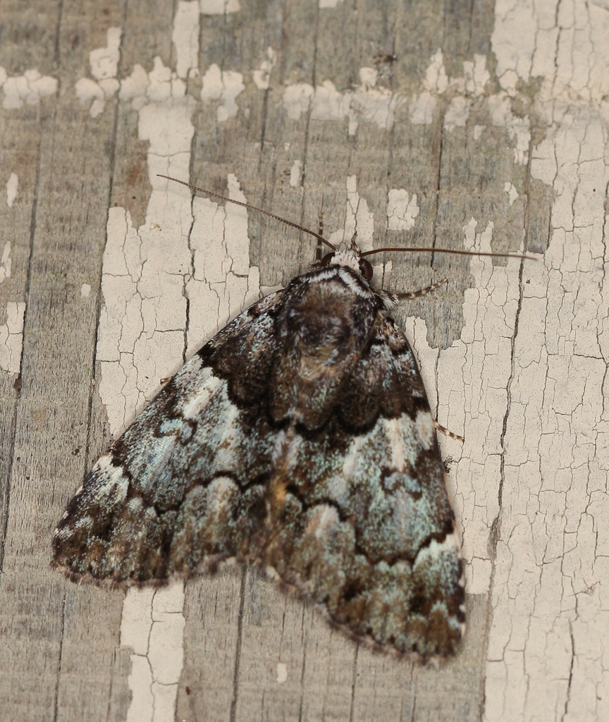 False Underwing from Browns Mills, Pemberton Township, NJ 08015, USA on ...