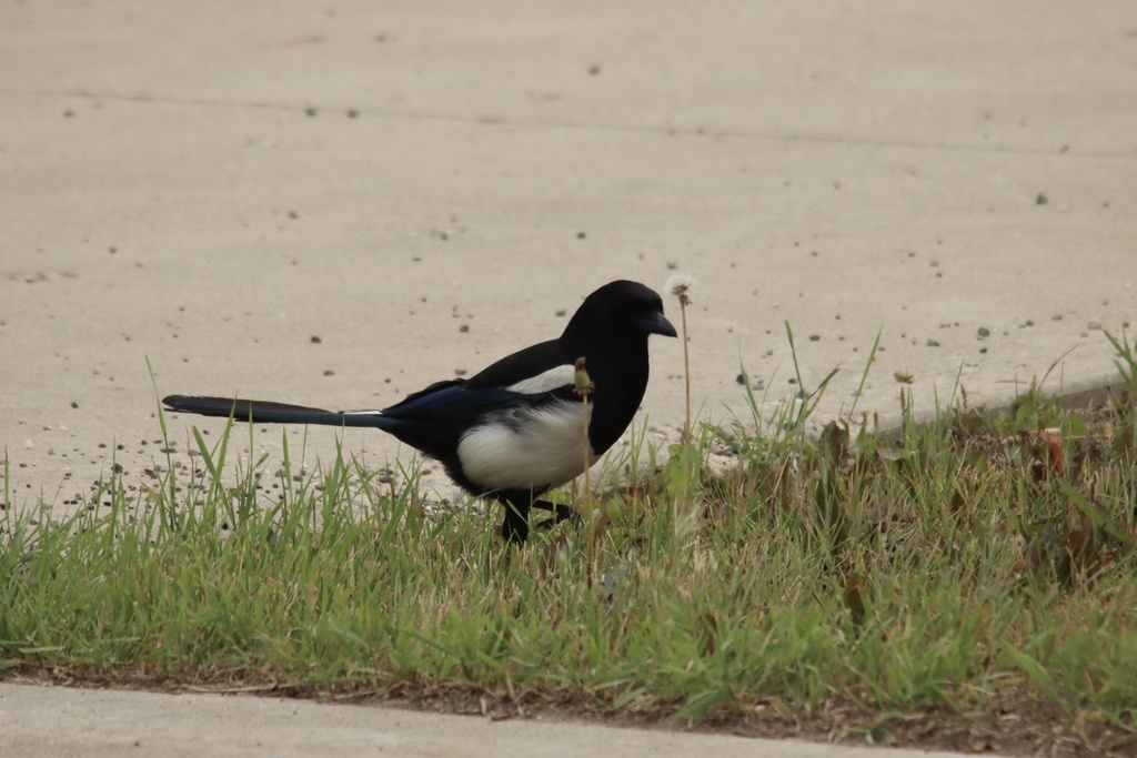 Black-billed Magpie from 88th St, Fort St. John, BC, CA on July 15 ...