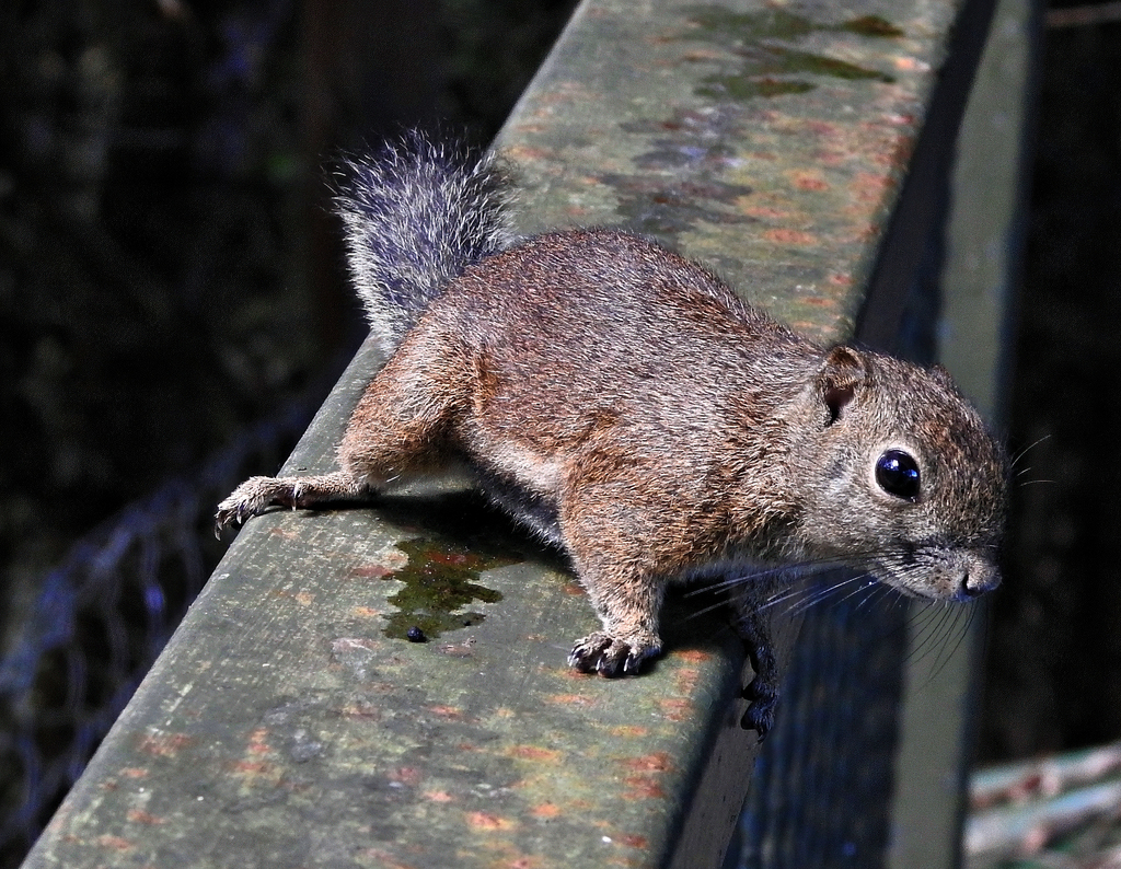 Beautiful Squirrels from Kota Kinabalu, Sabah, Malaysia on May 16, 2023 ...