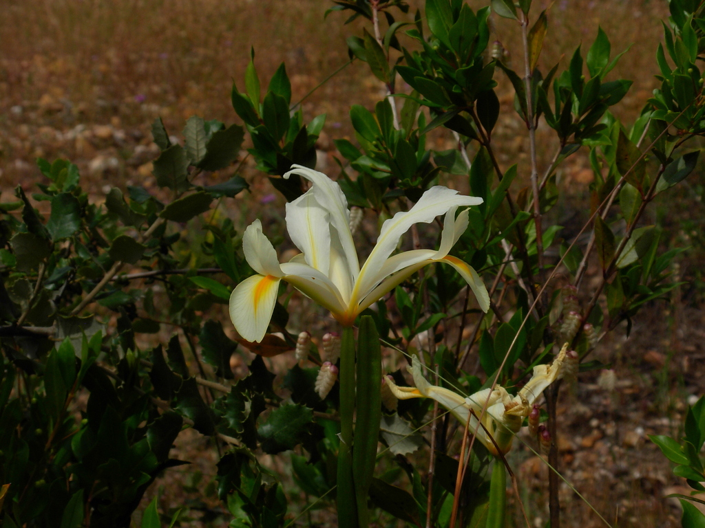 Spanish Iris (Iris xiphium) - Botanical Realm
