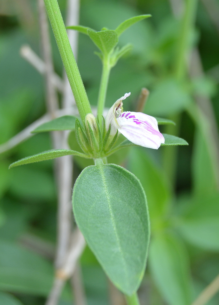 Justicia protracta (Mbuluzi Flowers - White) · iNaturalist