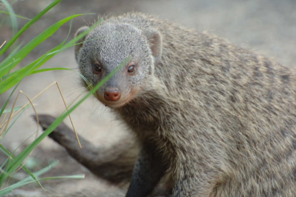 Banded Mongooses (Mungos) - Know Your Mammals