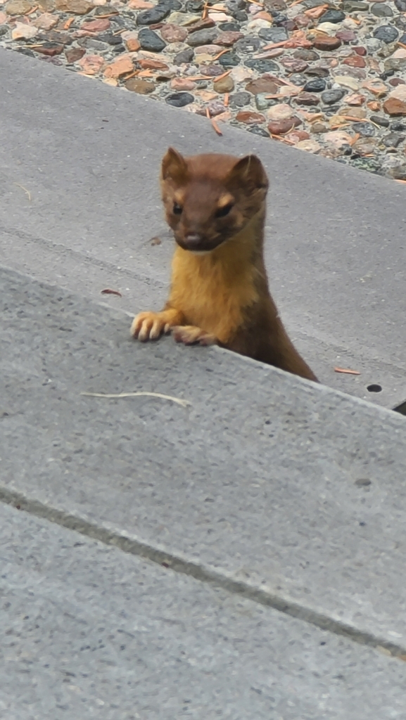 Long-tailed Weasel from McKinleyville, CA, USA on July 16, 2023 at 09: ...