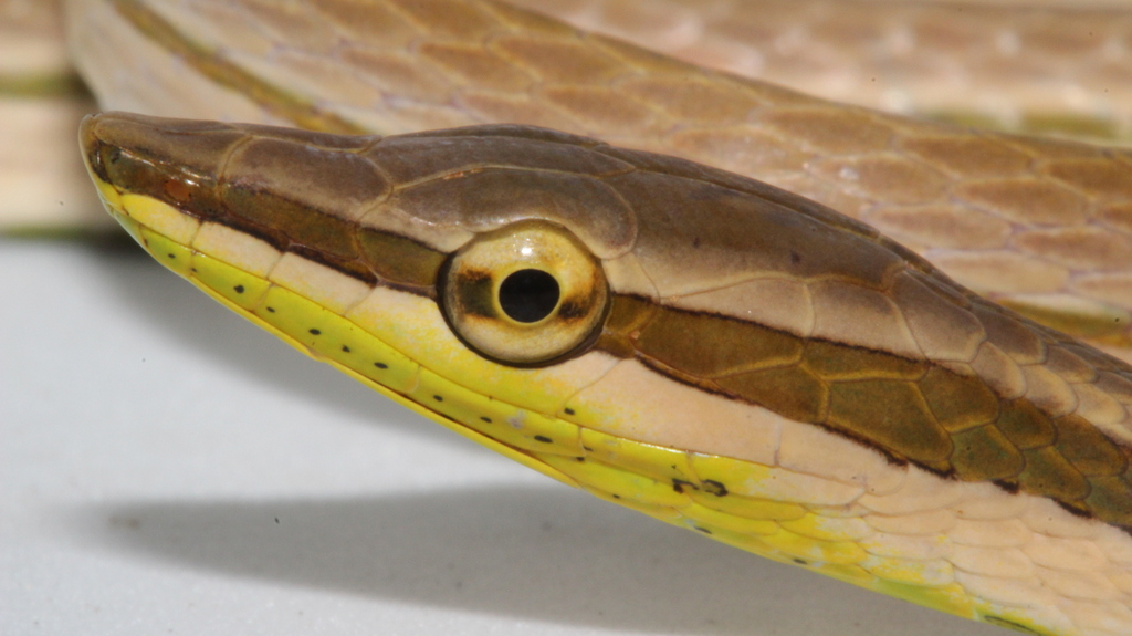 Striped Sharpnose Snake from Manaus - AM, Brasil on July 15, 2023 at 04 ...
