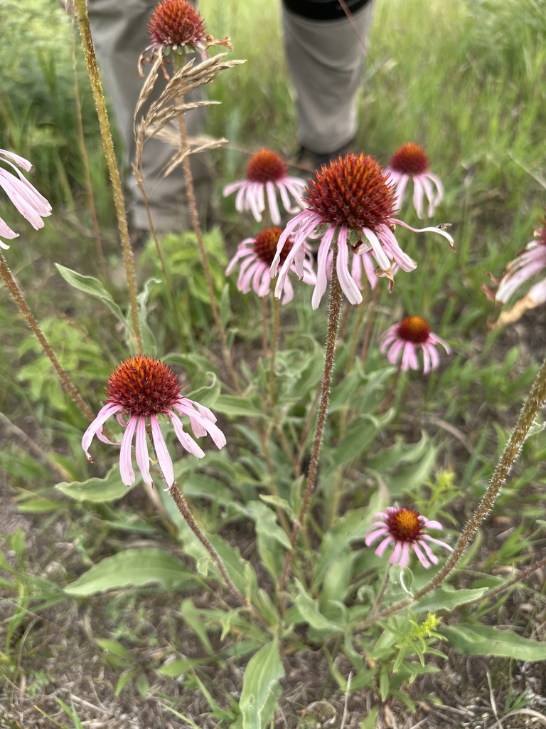 narrow-leaved purple coneflower from Sanborn, MN, US on July 16, 2023 ...
